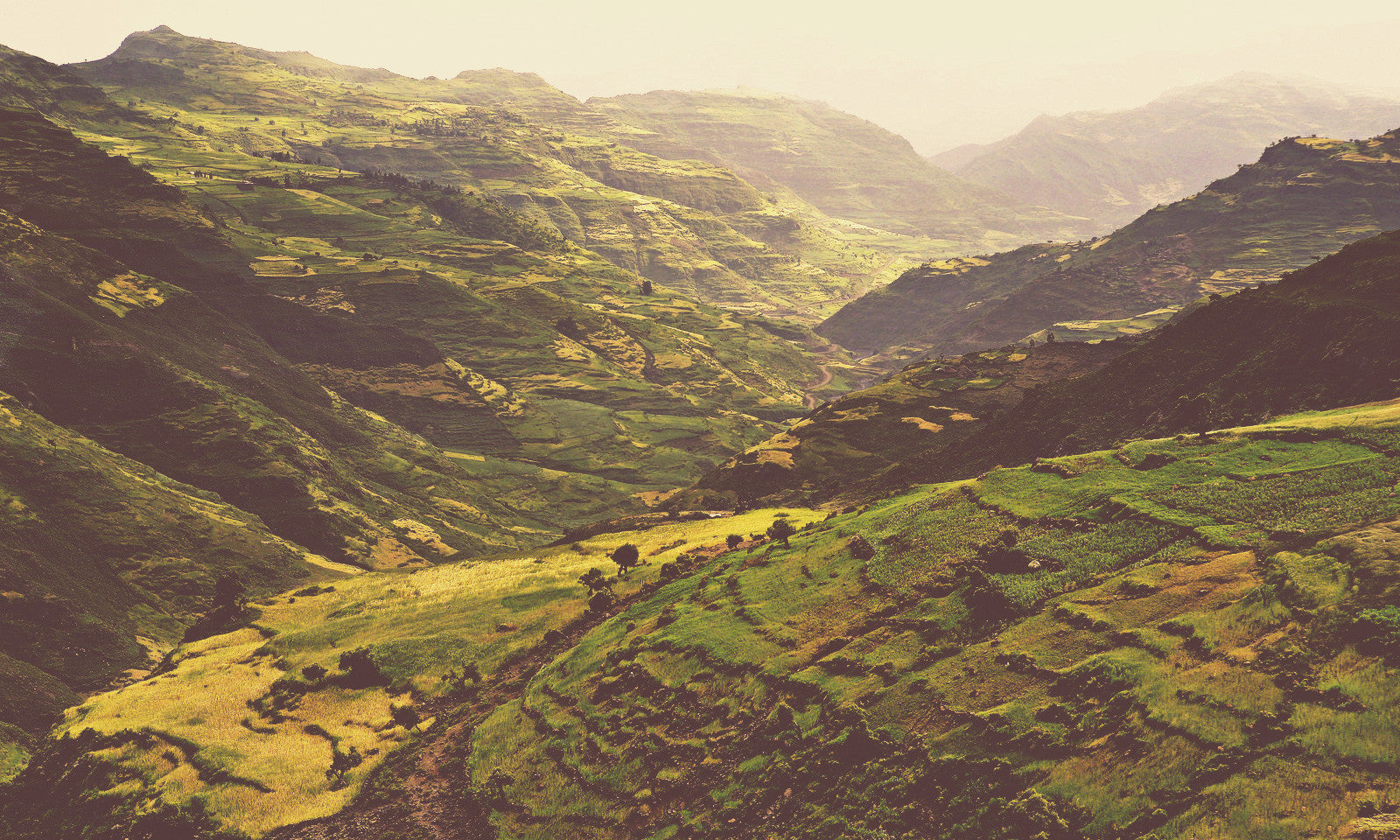 Another fantastic Ethiopian Single Origin: Kochere Natural – Black Oak ...